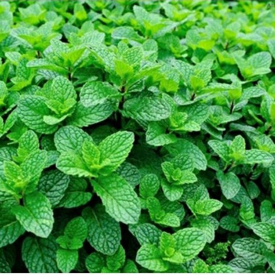 RAU HÚNG CHANH HƯƠNG NÔNG LEMON BALM HN ⋆ Bình Nhi Gardening